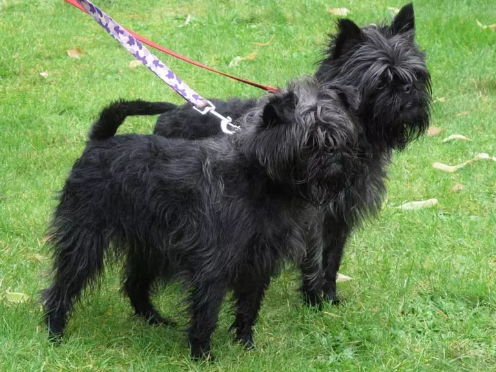 Affenpinscher: poto sareng video, pedaran lengkep breed, harga 5686_10