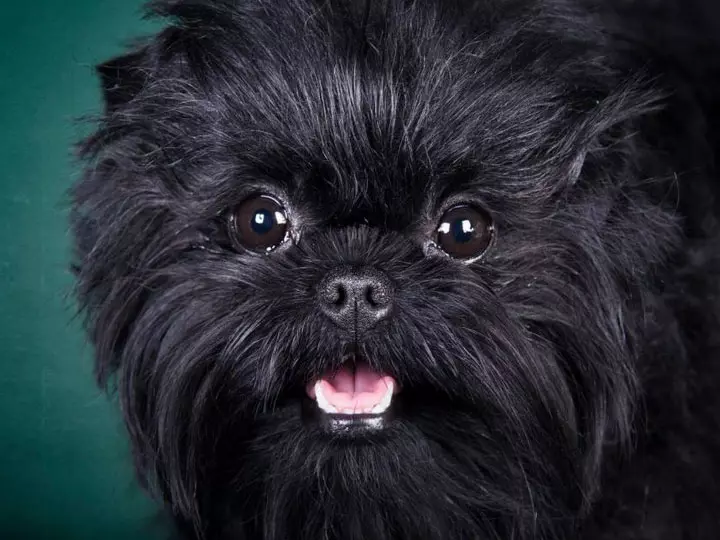 Affenpinscher: poto sareng video, pedaran lengkep breed, harga 5686_11