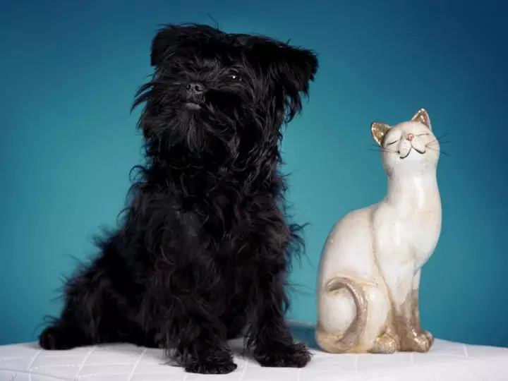 Affenpinscher: poto sareng video, pedaran lengkep breed, harga 5686_12