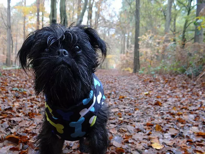 Affenpinscher: fotoj kaj filmetoj, plena priskribo de la raso, prezoj 5686_13