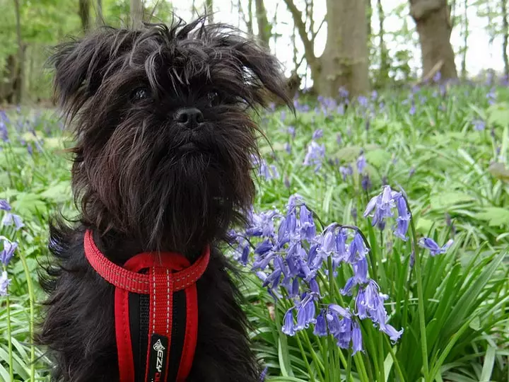 Affenpinscher: foto's en video's, 'n volledige beskrywing van die ras, pryse 5686_14