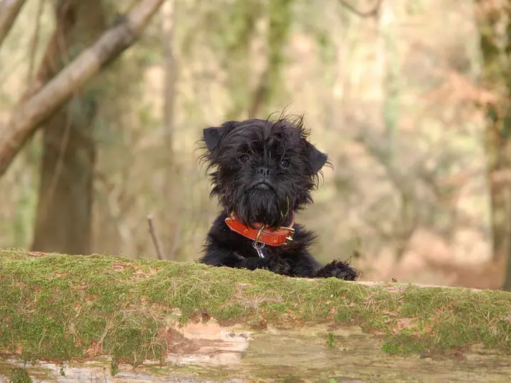 Affenpinscher: bilder og videoer, en fullstendig beskrivelse av rasen, priser 5686_15