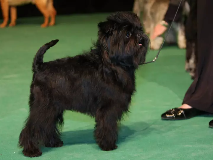 Affenpinscher: valokuvat ja videot, täydellinen kuvaus rodusta, hinnat 5686_16