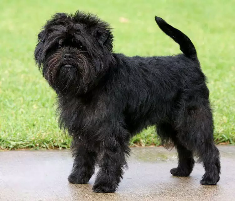 Affenpinscher -koira