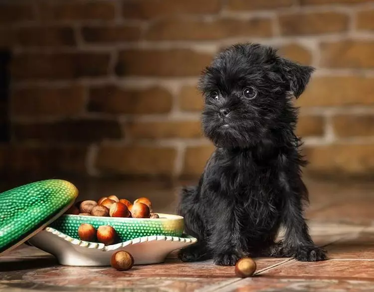 affenpinscher hondjie