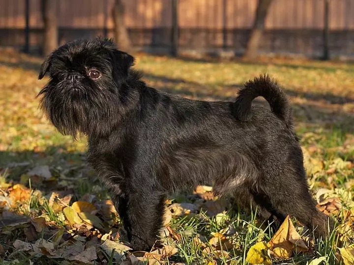 Affenpinscher: poto sareng video, pedaran lengkep breed, harga 5686_7