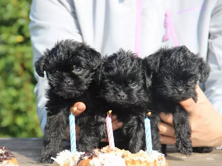 Affenpinscher: valokuvat ja videot, täydellinen kuvaus rodusta, hinnat 5686_8