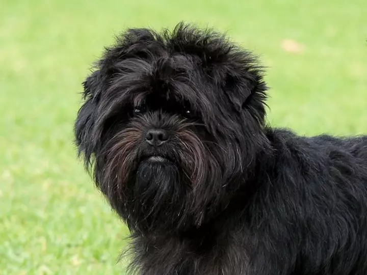 Affenpinscher: duab thiab yeeb yaj kiab, piav qhia tag nrho ntawm tus tsiaj, tus nqi 5686_9