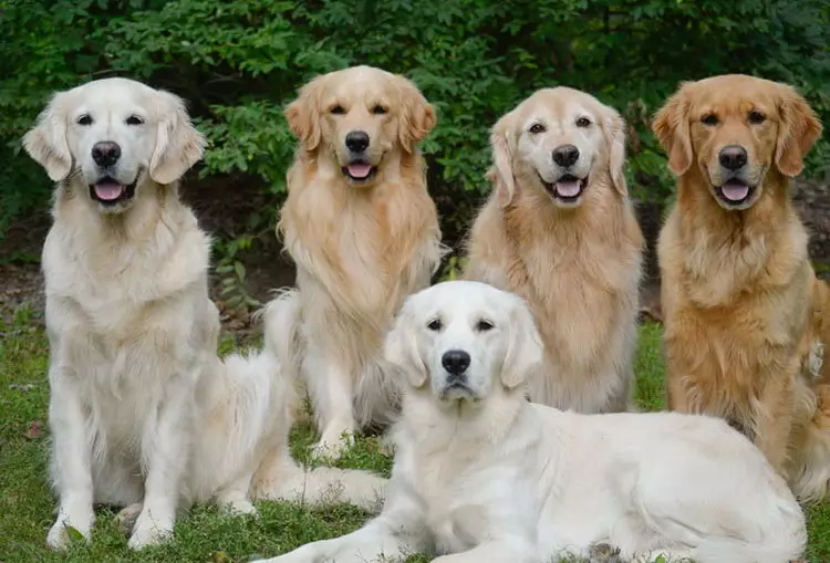 Golden Retriever txakurrak