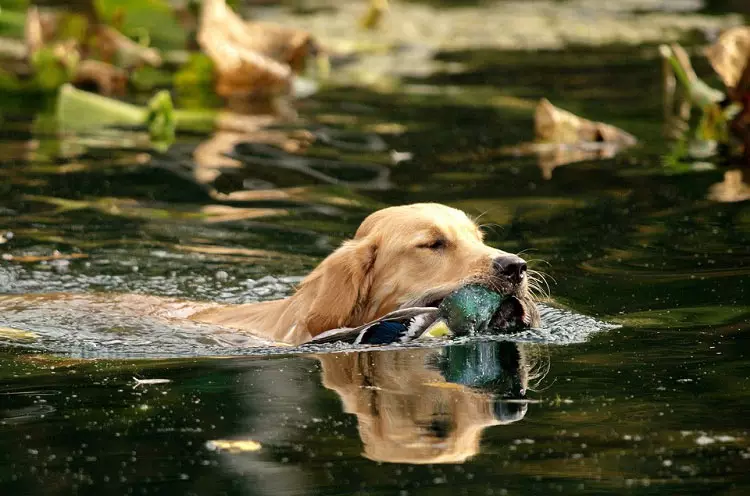 Retriever batekin ehizatzea