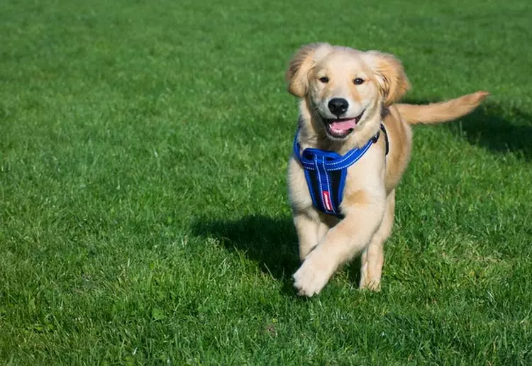 Ci bach Golden Retriever