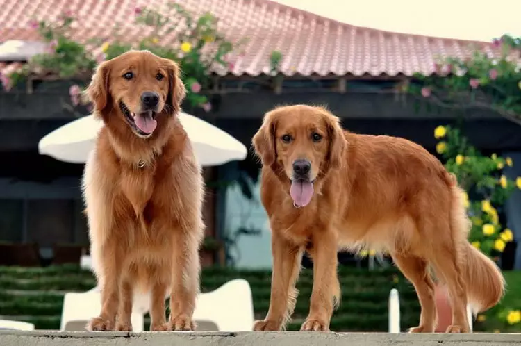 American Golden Retriever