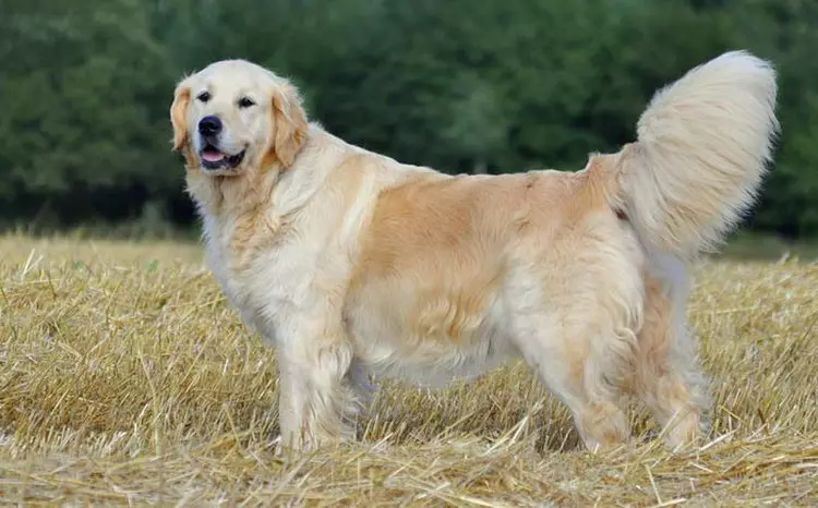 Golden retriever