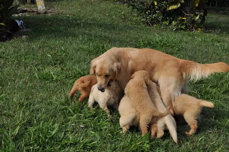 retriever familia