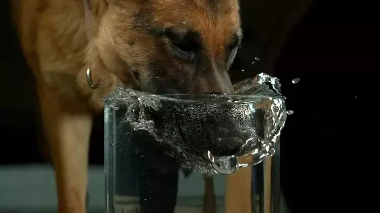 Bebidas de perro pastor