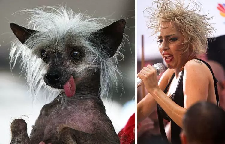 Podobieństwa między psami a celebrytami
