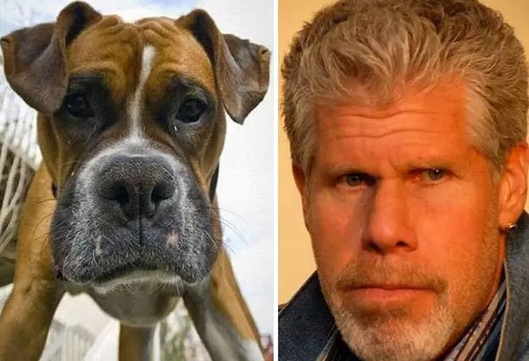 Semelhanças entre cães e celebridades