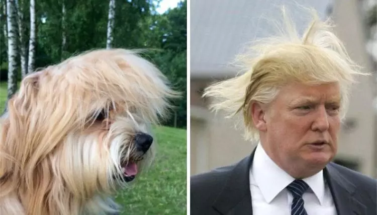 Điểm giống nhau giữa chó và người nổi tiếng