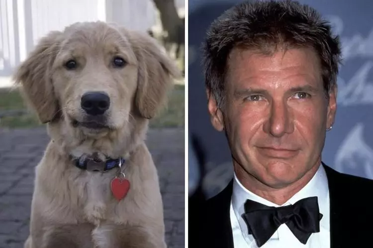 Similitudes entre perros y celebridades