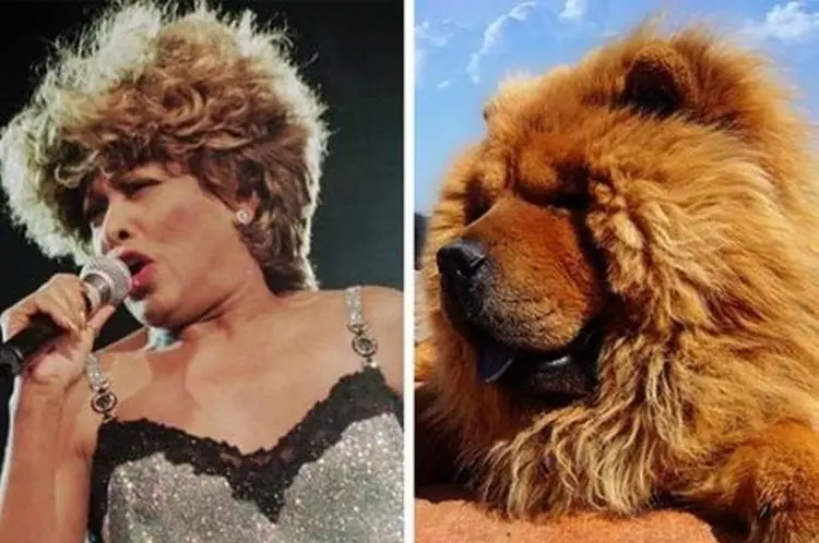 Điểm giống nhau giữa chó và người nổi tiếng