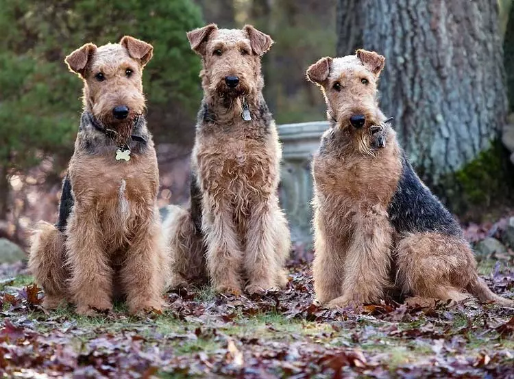 Trierdelterrier