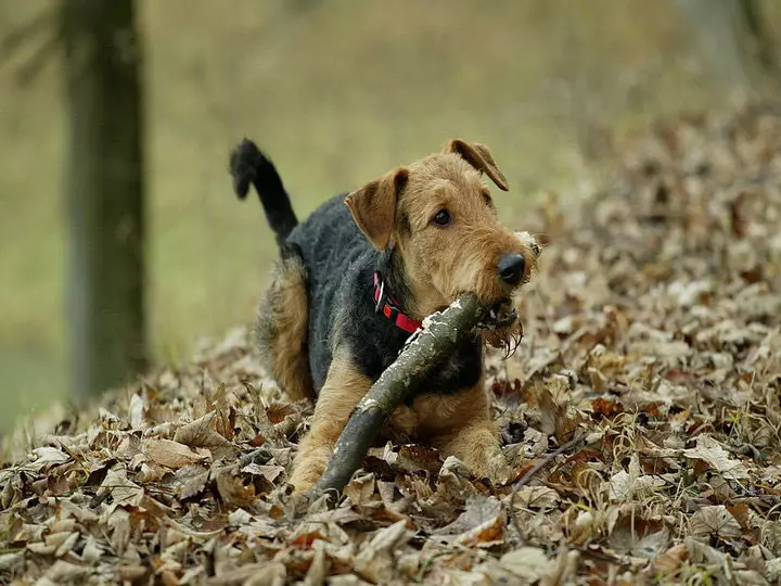 Airedale Terrier: eng detailléiert Beschreiwung vun der Rass mat Fotoen a Videoen 5708_10