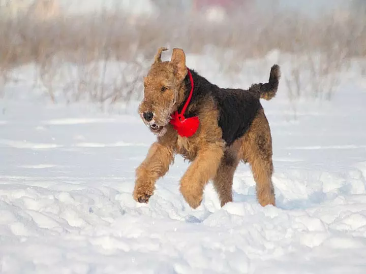 Airedale Terrier: ဓာတ်ပုံနှင့်ဗွီဒီယိုများဖြင့်မျိုးစိတ်အသေးစိတ်ဖော်ပြချက် 5708_11