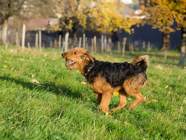 Airedale Terrier: eng detailléiert Beschreiwung vun der Rass mat Fotoen a Videoen 5708_12