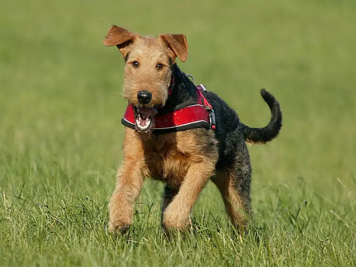 I-Airedale Terrier: inkcazo eneenkcukacha zohlobo kunye neefoto kunye neevidiyo 5708_13