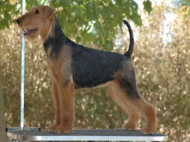 Airedale Terrier: usa ka detalyado nga paghulagway sa lahi nga adunay mga litrato ug video 5708_14