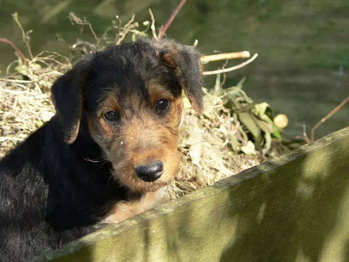 Airedale Terrier: eng detailléiert Beschreiwung vun der Rass mat Fotoen a Videoen 5708_15