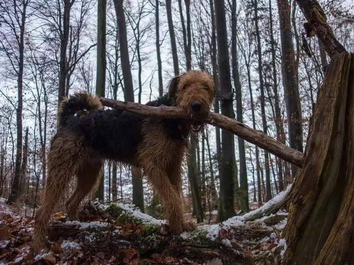 I-Airedale Terrier: inkcazo eneenkcukacha zohlobo kunye neefoto kunye neevidiyo 5708_16