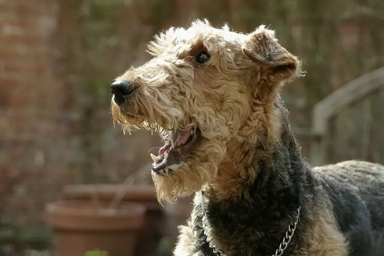 'mala oa airedale