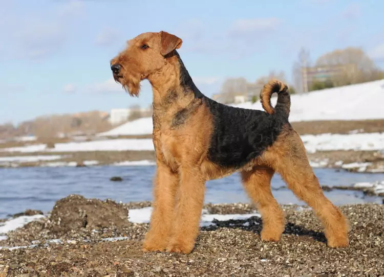 wie sieht ein airedale aus