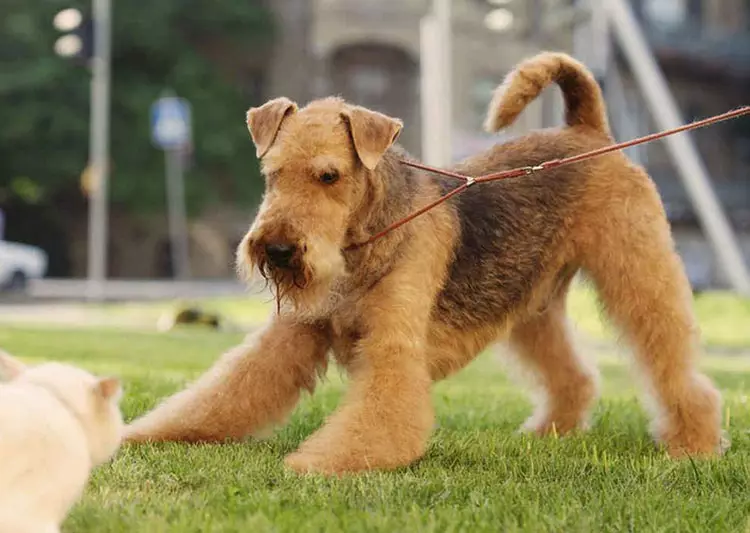 airedale und cat