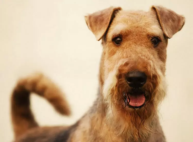 airedale Foto