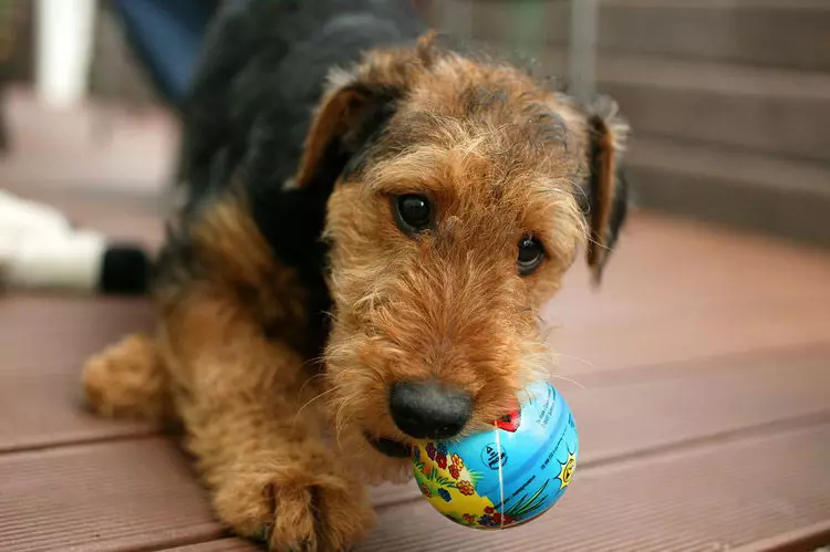 kung giunsa mopili usa ka airedale terrier puppy