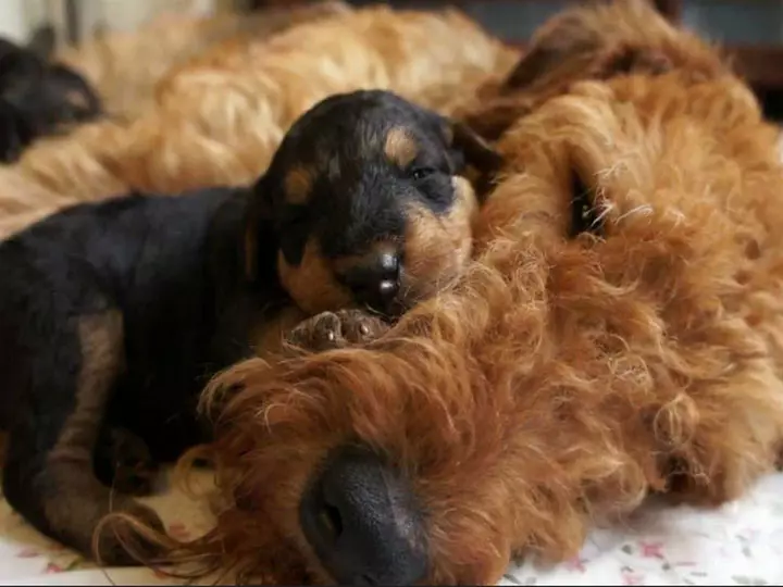 Airedale Terrier: eng detailléiert Beschreiwung vun der Rass mat Fotoen a Videoen 5708_7