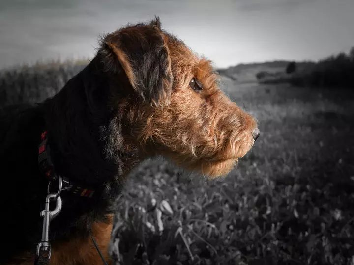 Airedale Terrier: ဓာတ်ပုံနှင့်ဗွီဒီယိုများဖြင့်မျိုးစိတ်အသေးစိတ်ဖော်ပြချက် 5708_8