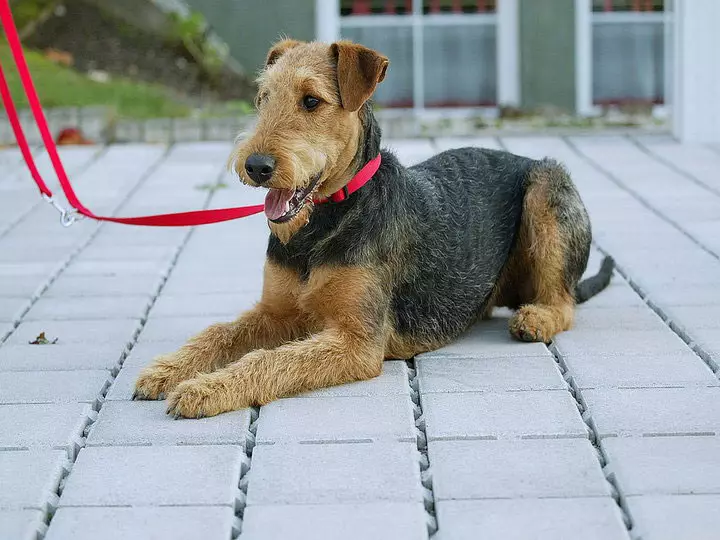 I-Airedale Terrier: inkcazo eneenkcukacha zohlobo kunye neefoto kunye neevidiyo 5708_9