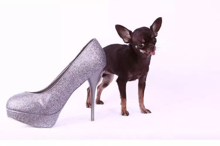 Chihuahua malapit sa sapatos