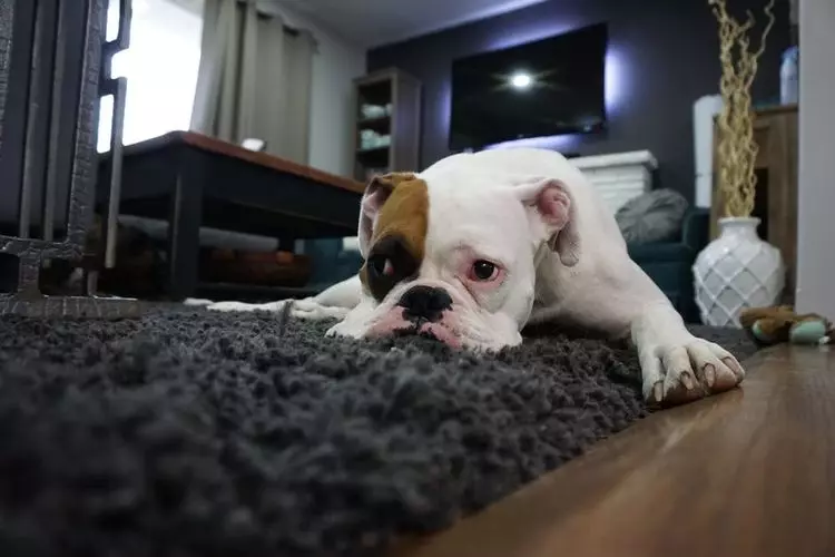 O can está descansando na alfombra