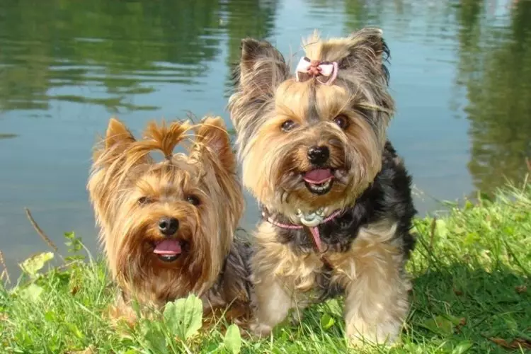 Yorkshire terriers a pasear