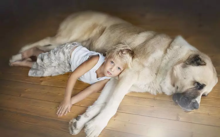 Երեխան պառկած է հսկայական շան մոտ