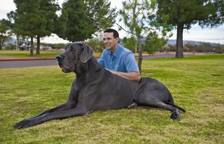 Master with a huge dog
