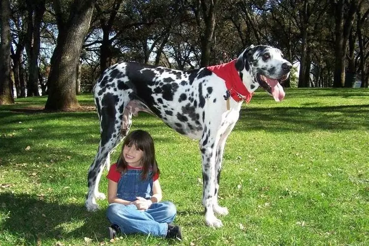 Child with a tall dog