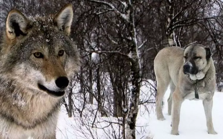 iro lahi wolfhound