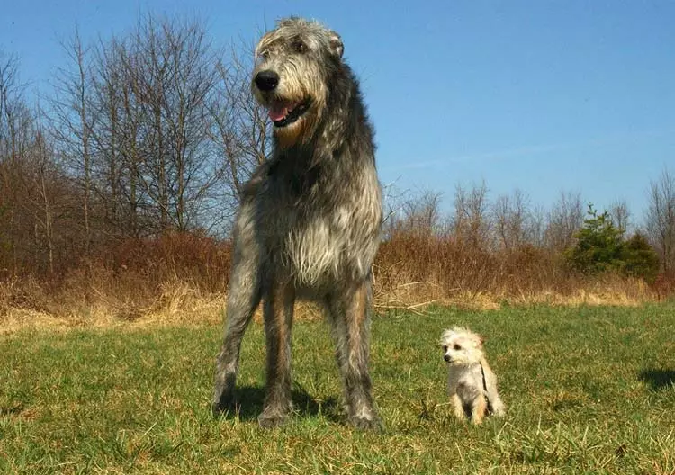 Wolfhound waku Ireland