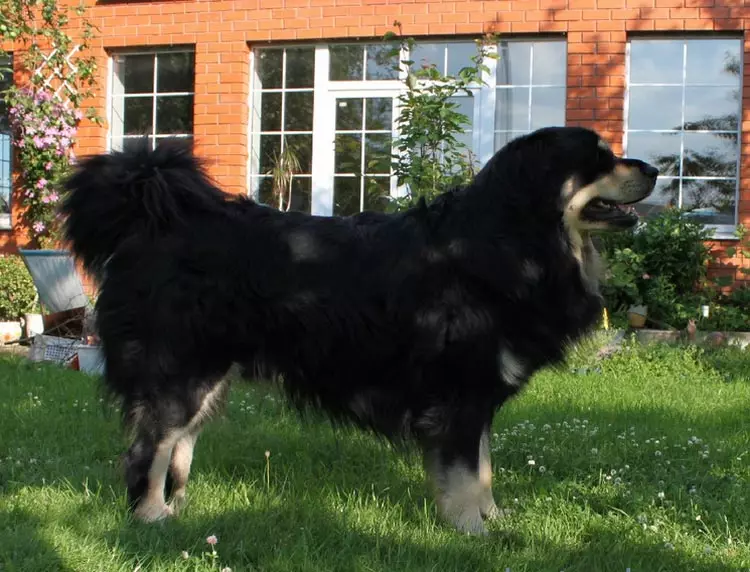 Buryato Mongolia Wolfhound