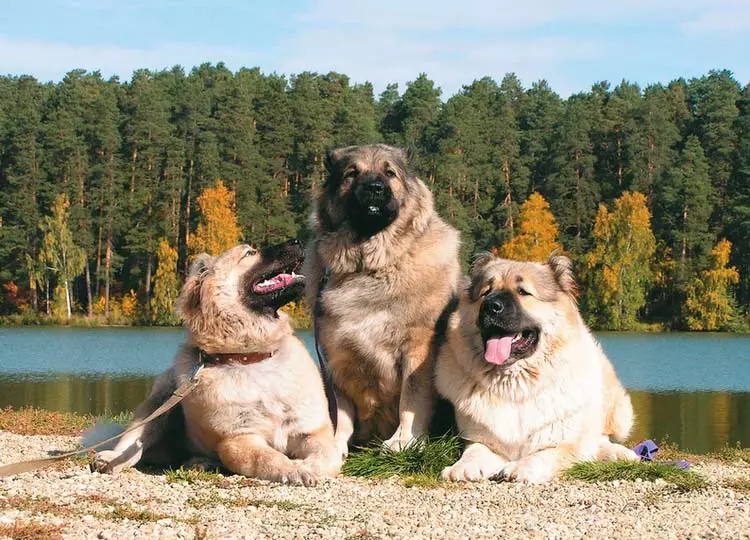 Caucasian wolfhound